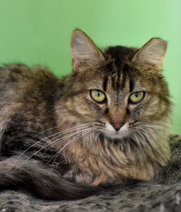 Animals First Adopt