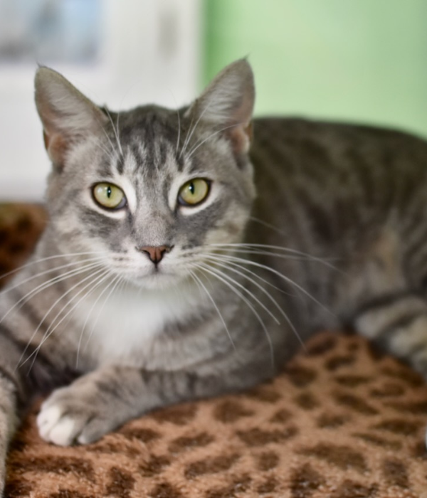 Animals First Adopt