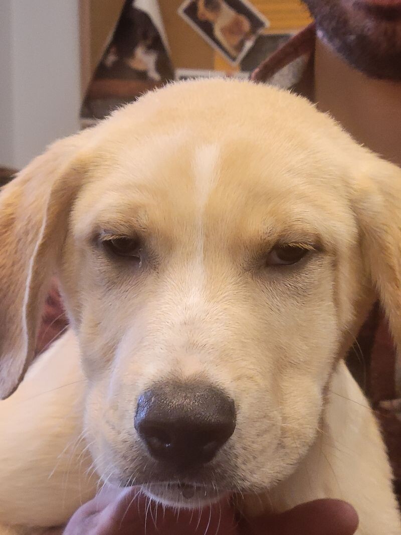 Yellow Lab Puppy 6 Weeks