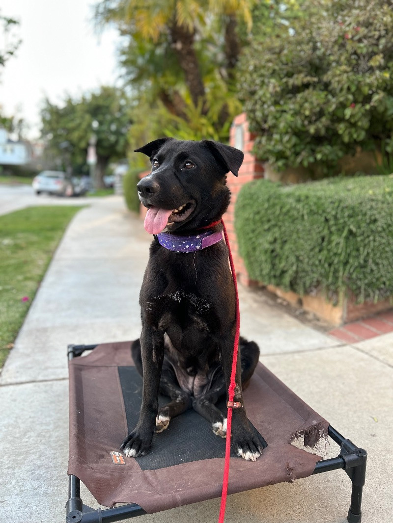 Animals First Adopt