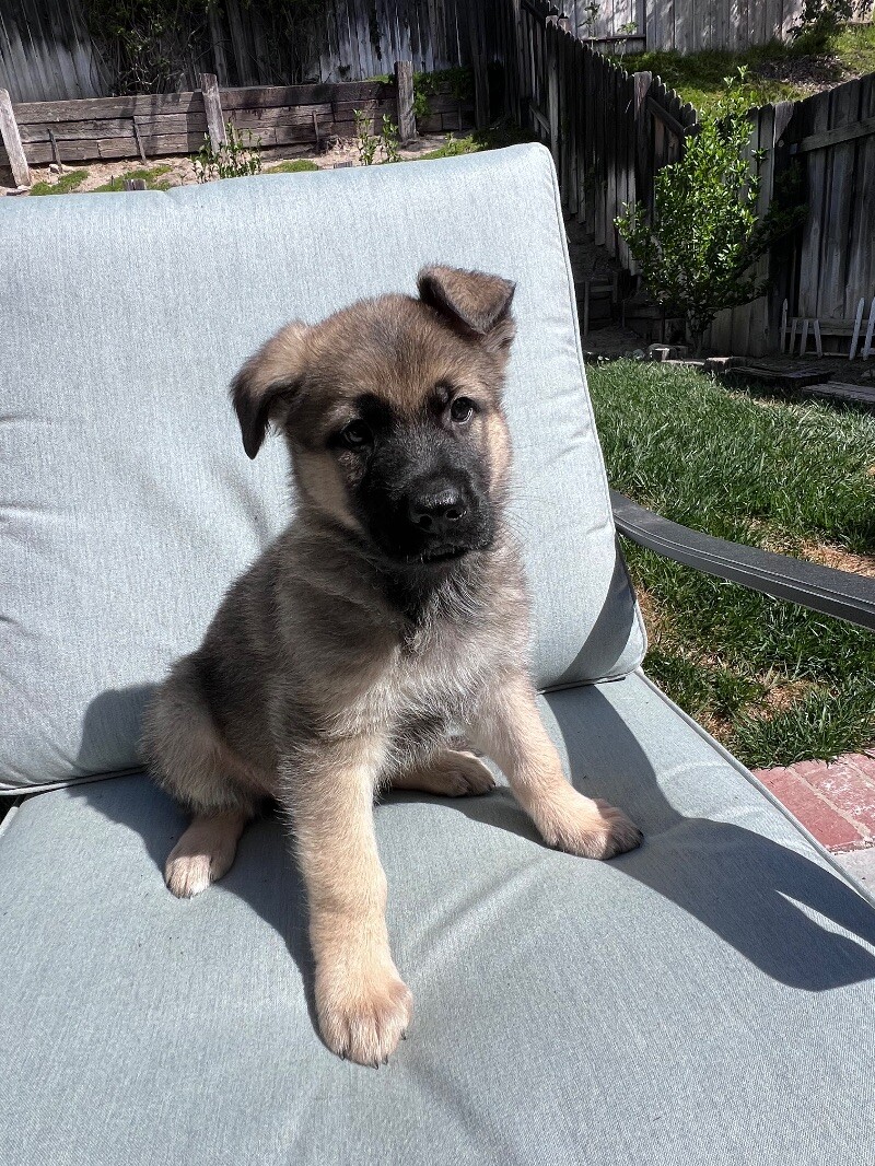 Animals First Adopt