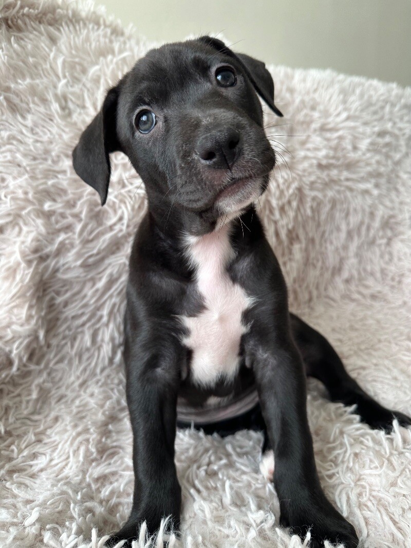 Animals First Adopt