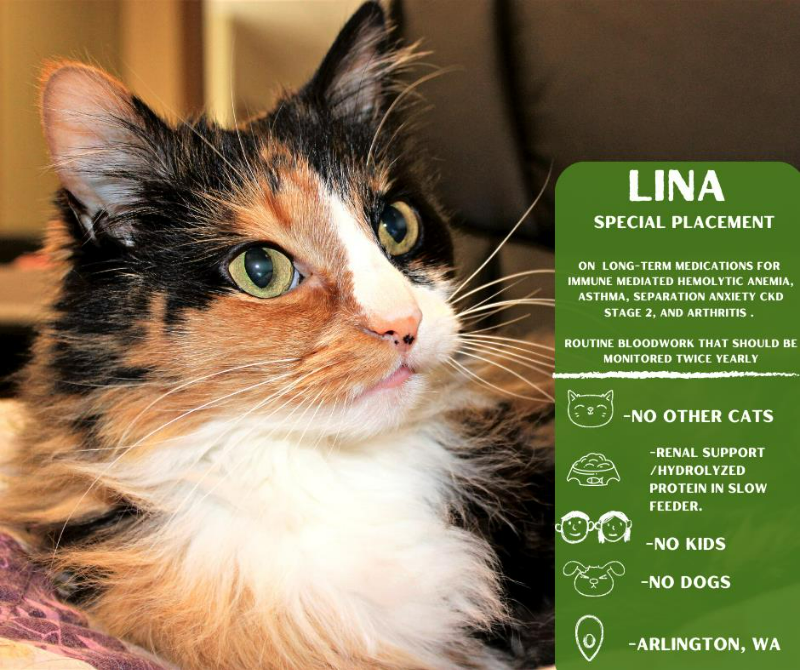 Animals First Adopt