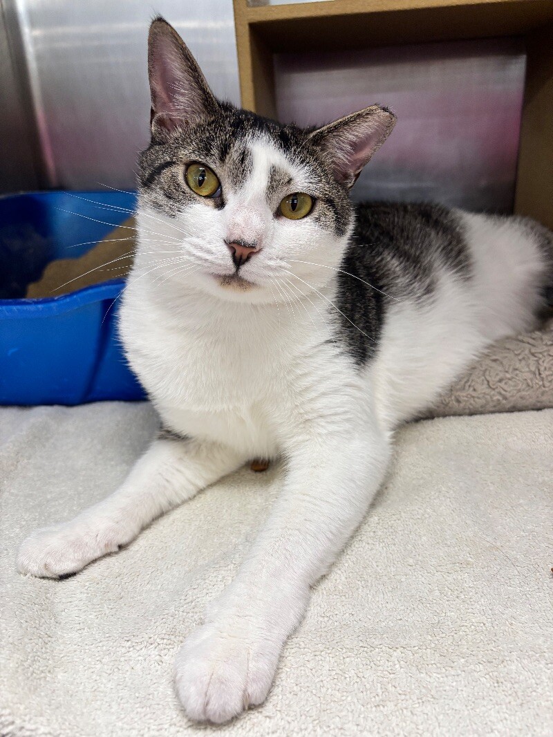 Animals First Adopt