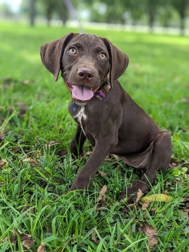 Chocolate Lab Pointer Mix