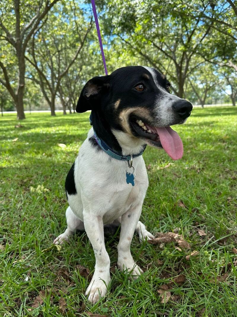 Jack Russell Pointer Mix Puppy