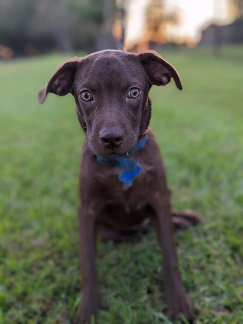 Chocolate Lab Husky Mix