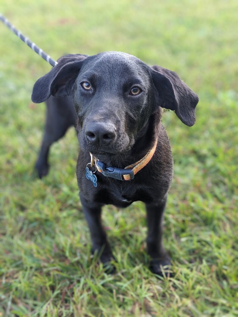 Yellow Lab Dachshund Mix Puppy