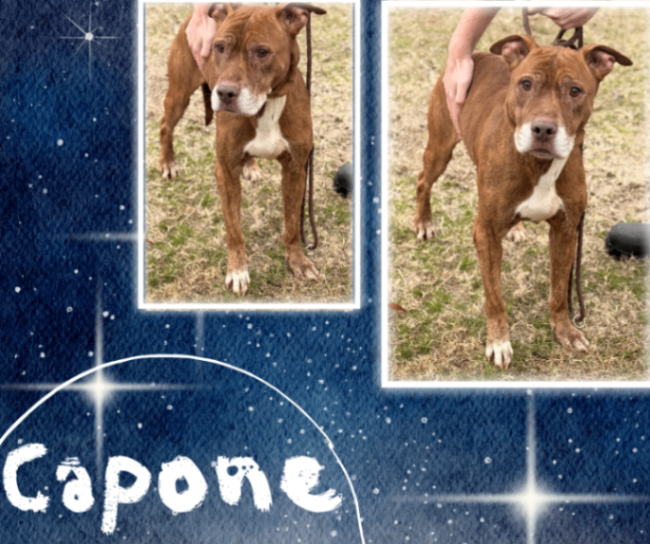 Animals First Adopt