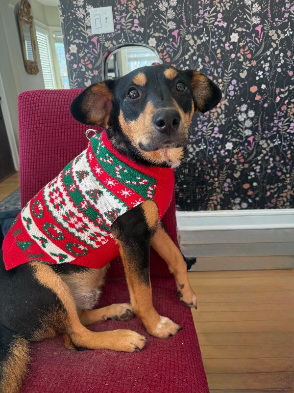 Animals First Adopt