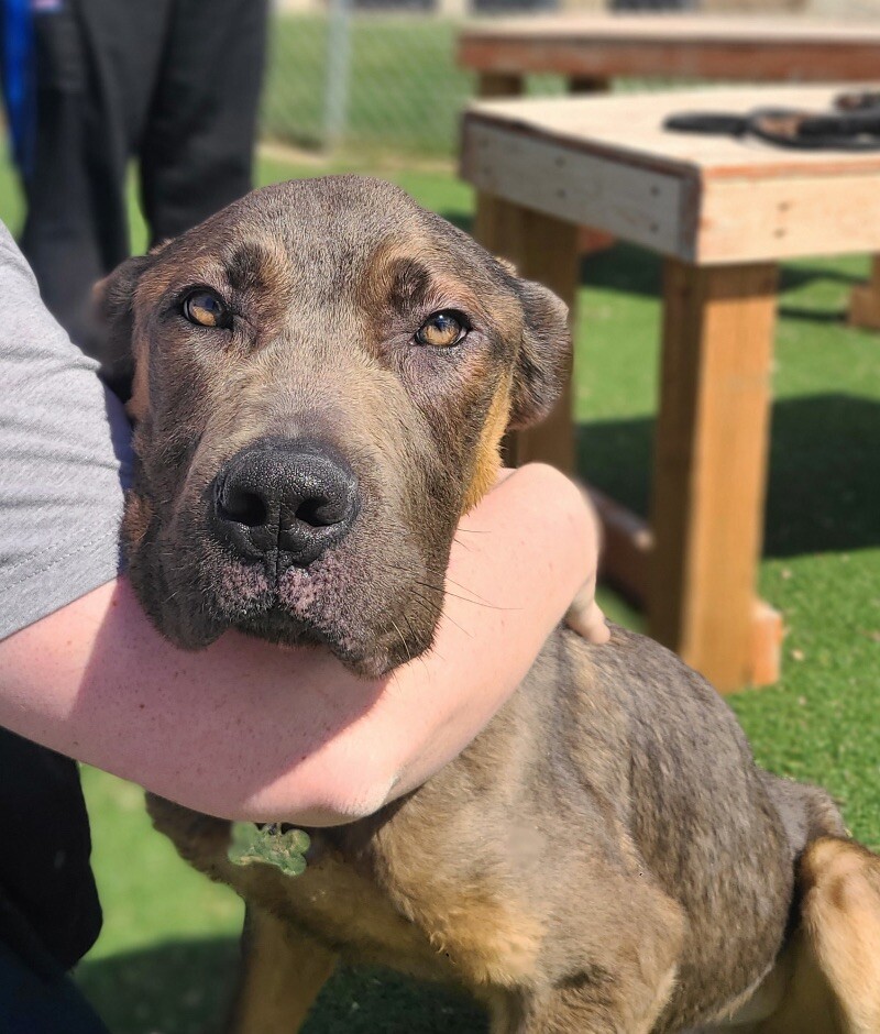 Adoptable Pets